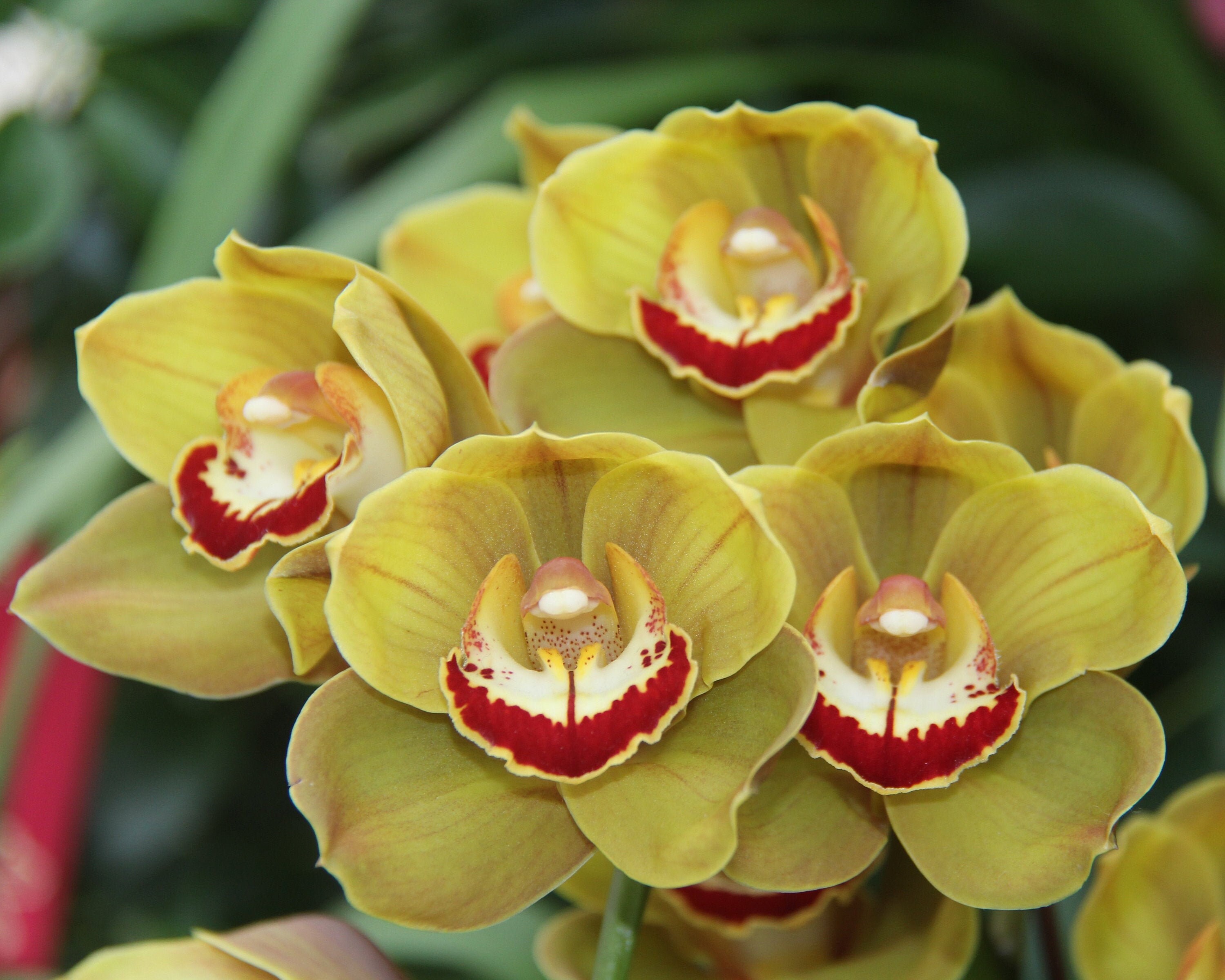 Cymbidium Orchid - High Resolution Downloadable Digital Photograph - Etsy
