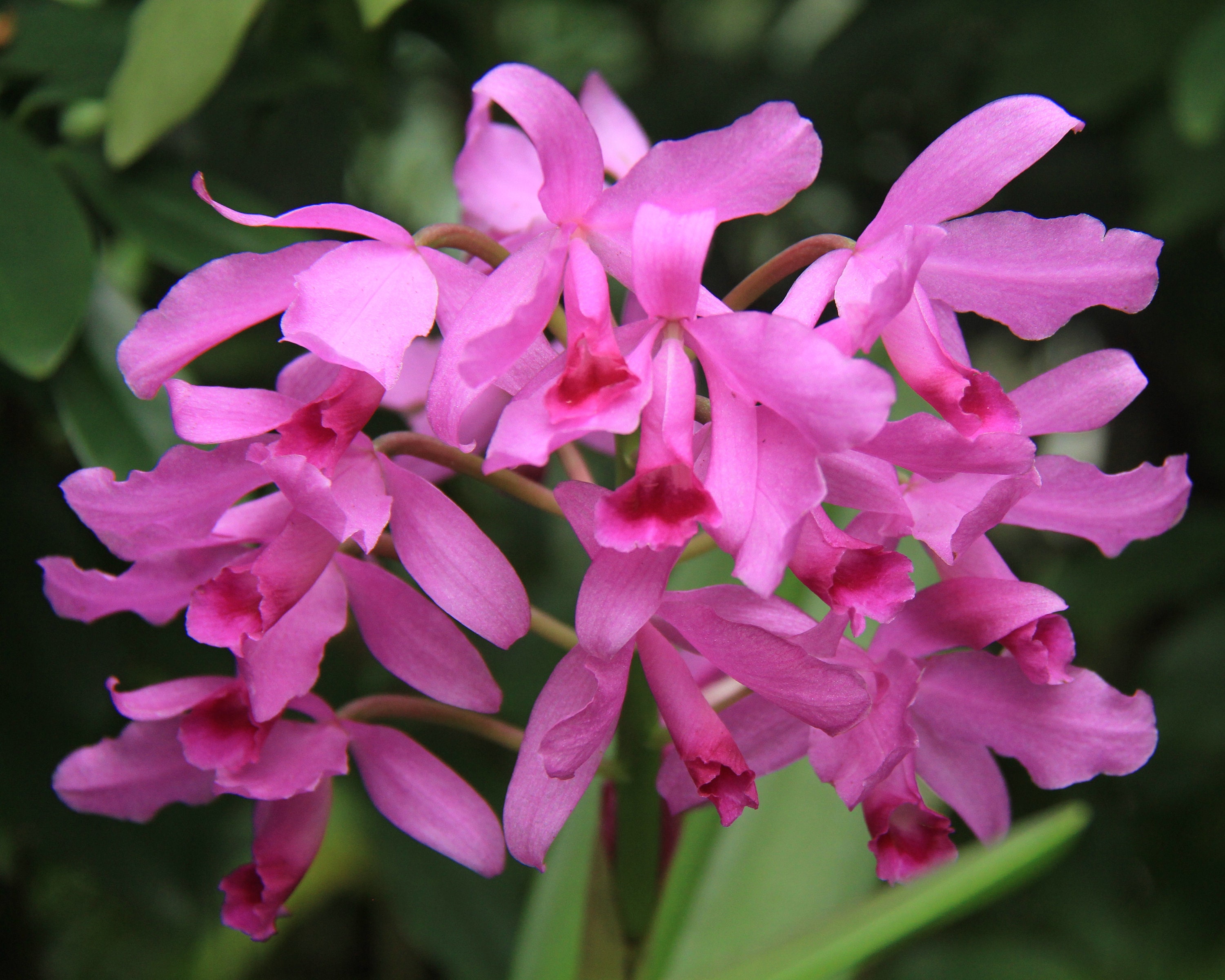 Cattleya Orchid - High Resolution Downloadable Digital Photograph - Etsy