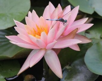 8x10 Sunny Pink Waterlilly Photograph | Etsy