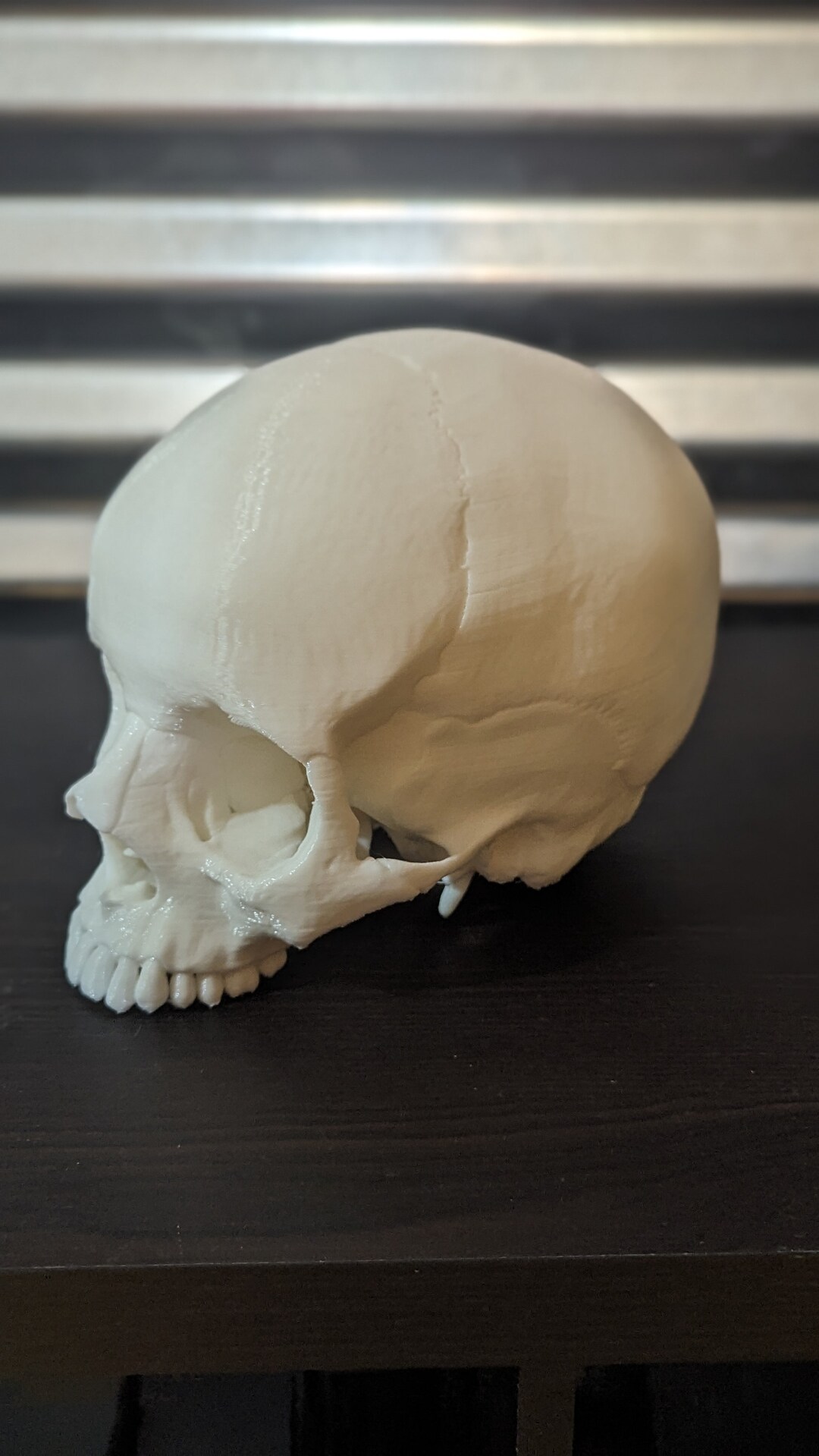 Replica Human Skull Tank Terrarium Decoration Snake Climbing - Etsy