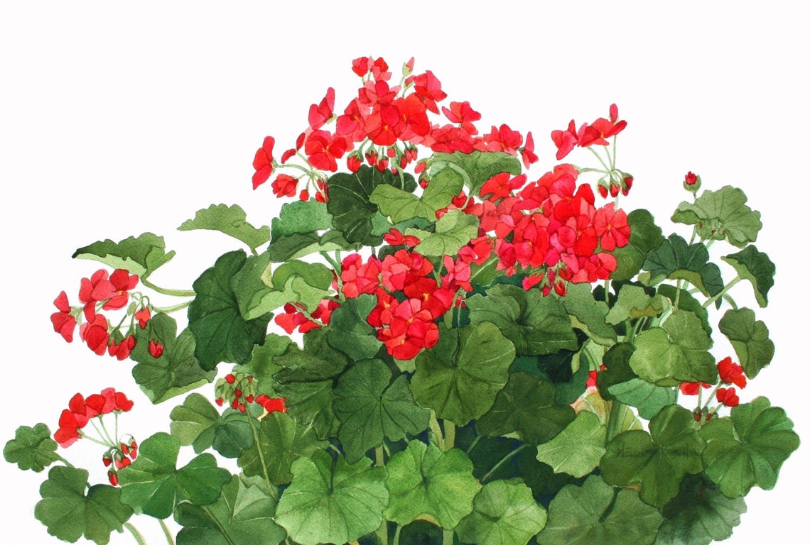 Red Geraniums Growing in My Garden Watercolor Reproduction - Etsy