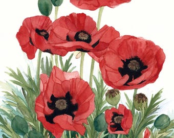 Red Poppy Group From My Garden | Etsy