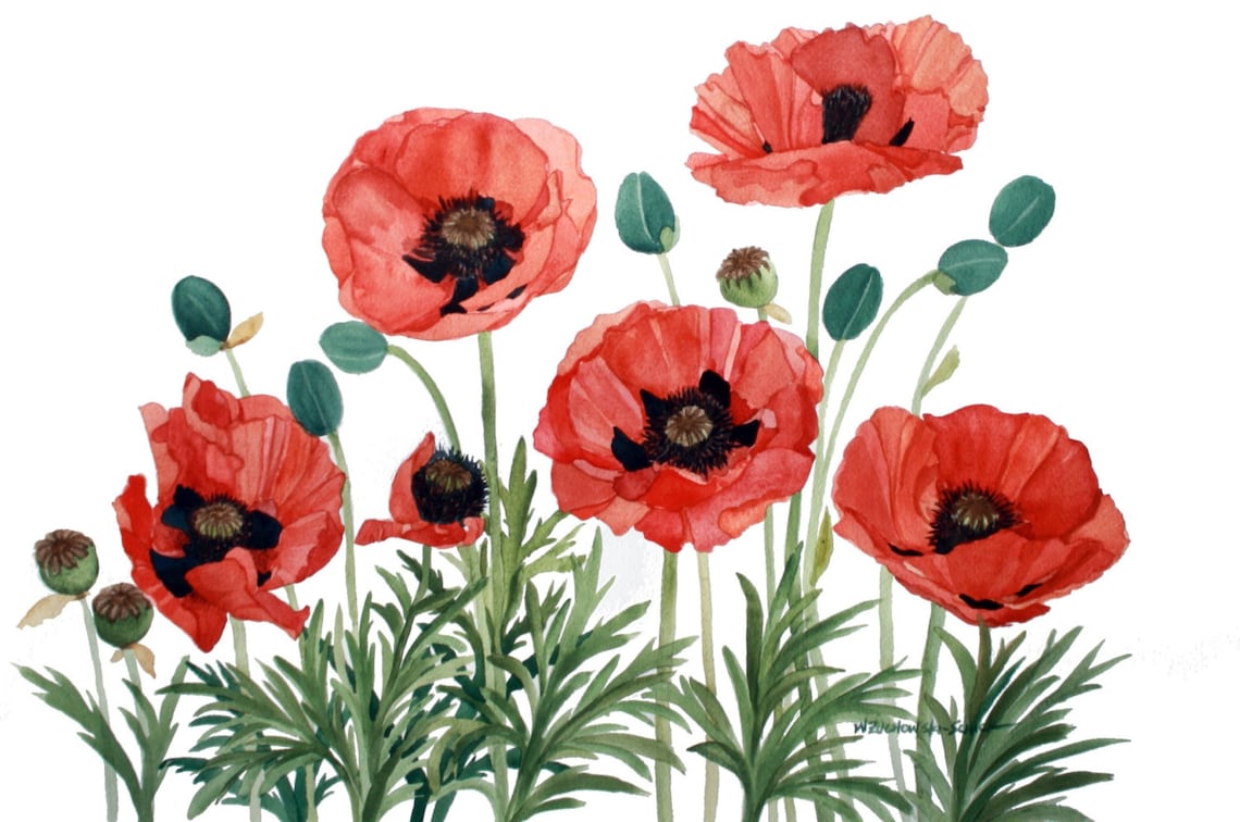 Red Poppy Group From My Garden - Etsy