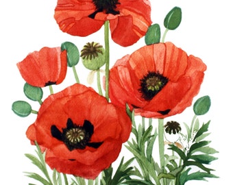 Red Poppy Group From My Garden | Etsy