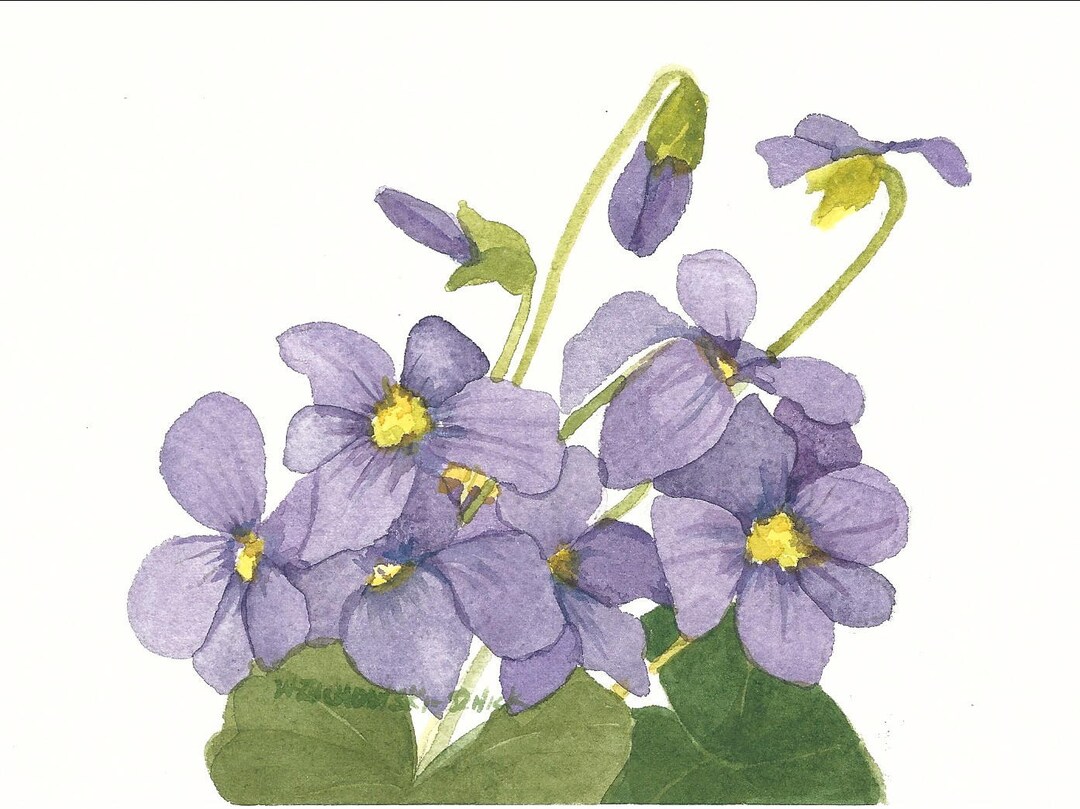 Purple Violets From My Garden Watercolor Reproduction - Etsy