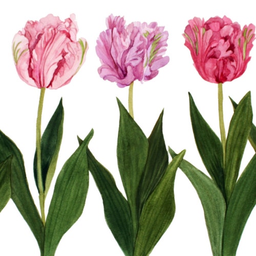 Multi Colored Parrot Tulip Watercolor Etsy