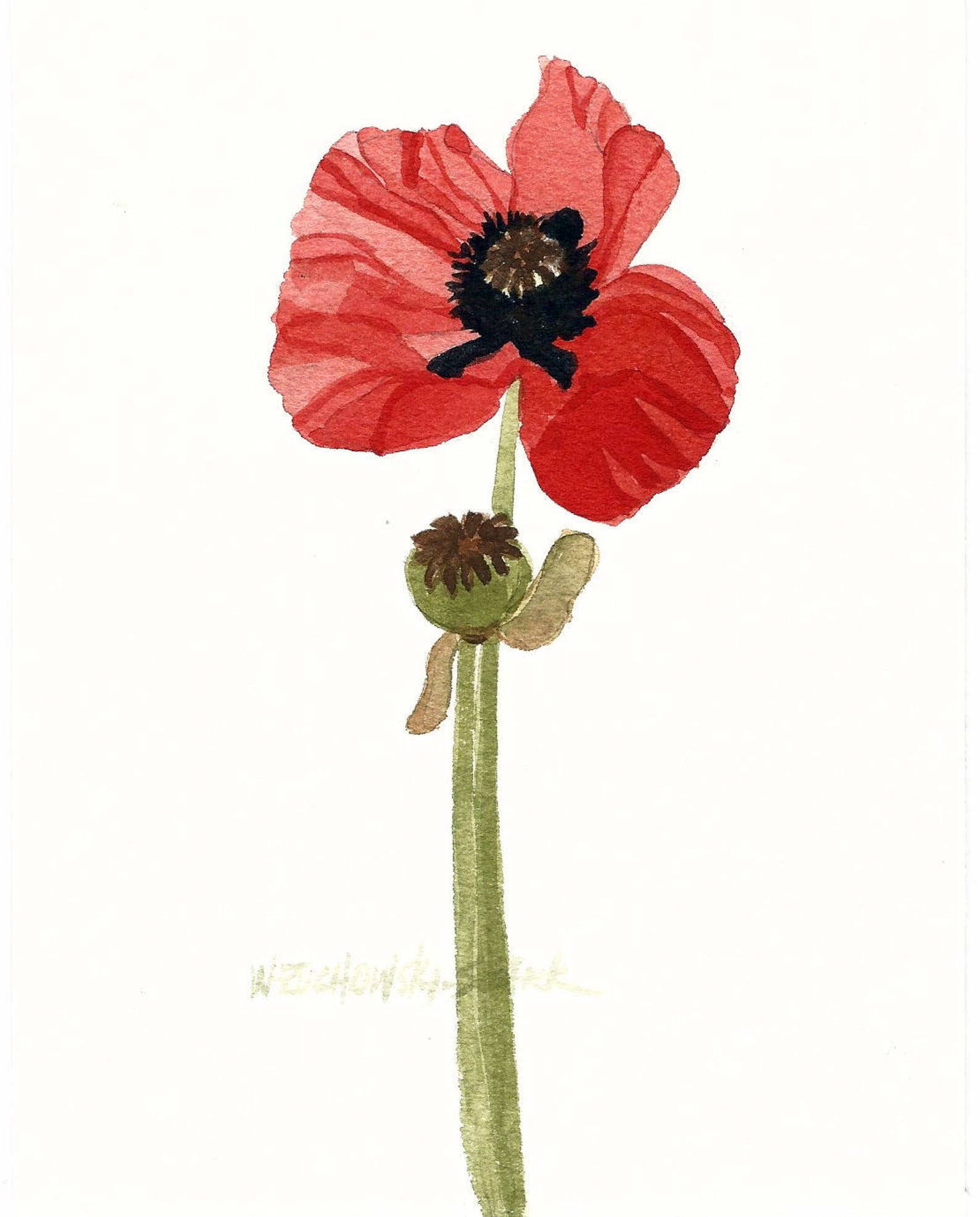 Three Red Poppy Original Watercolors - Etsy