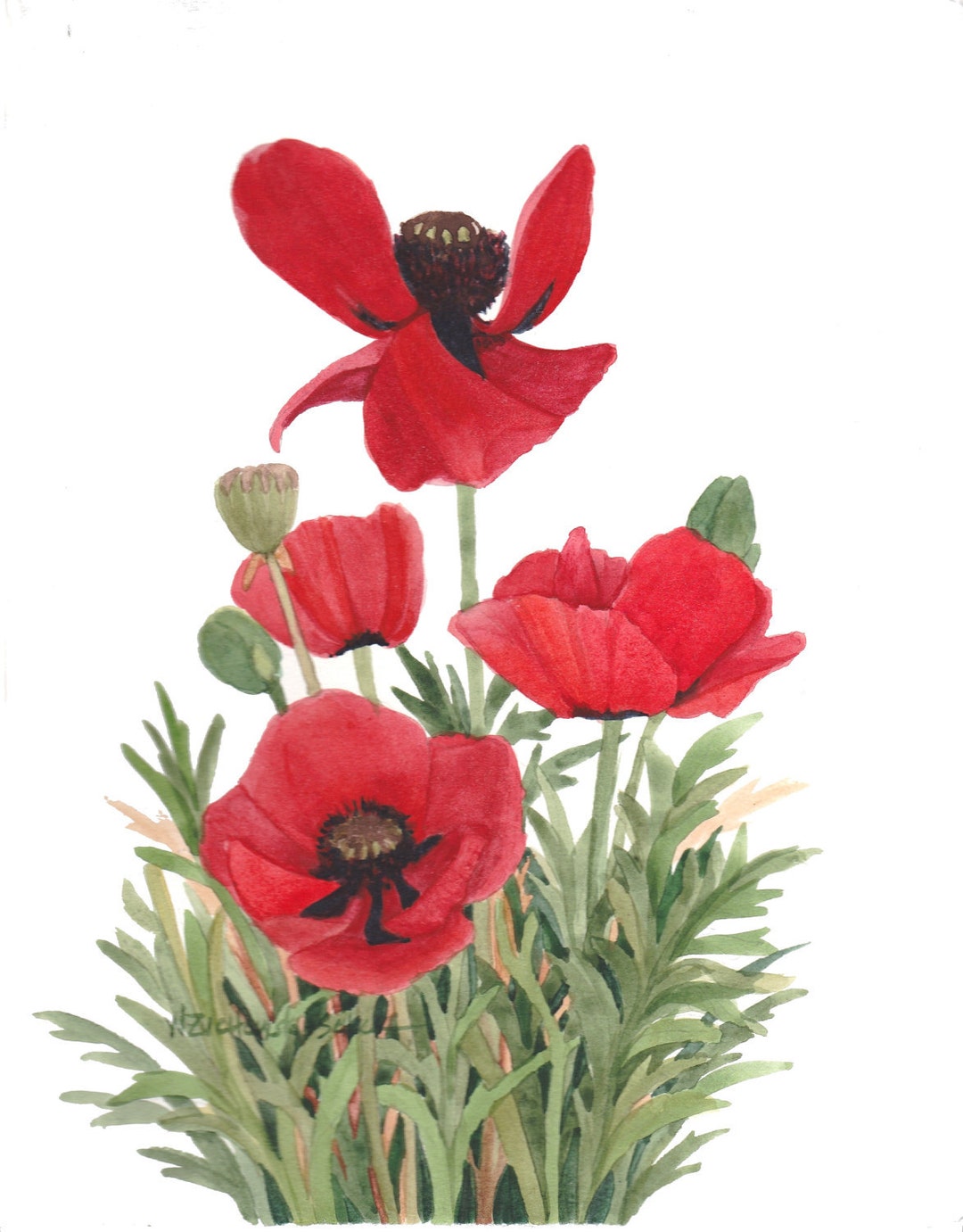 Red Poppy Group Original Watercolor Reproduction - Etsy
