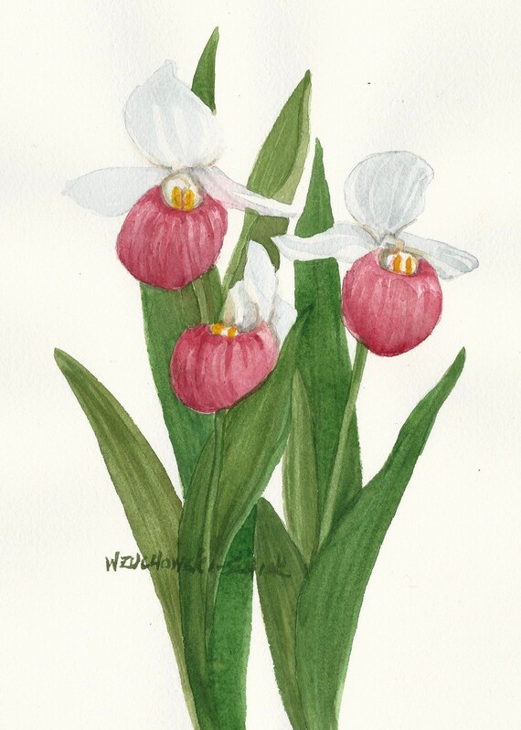 Pink Lady Slipper Original Watercolor by Wanda - Etsy