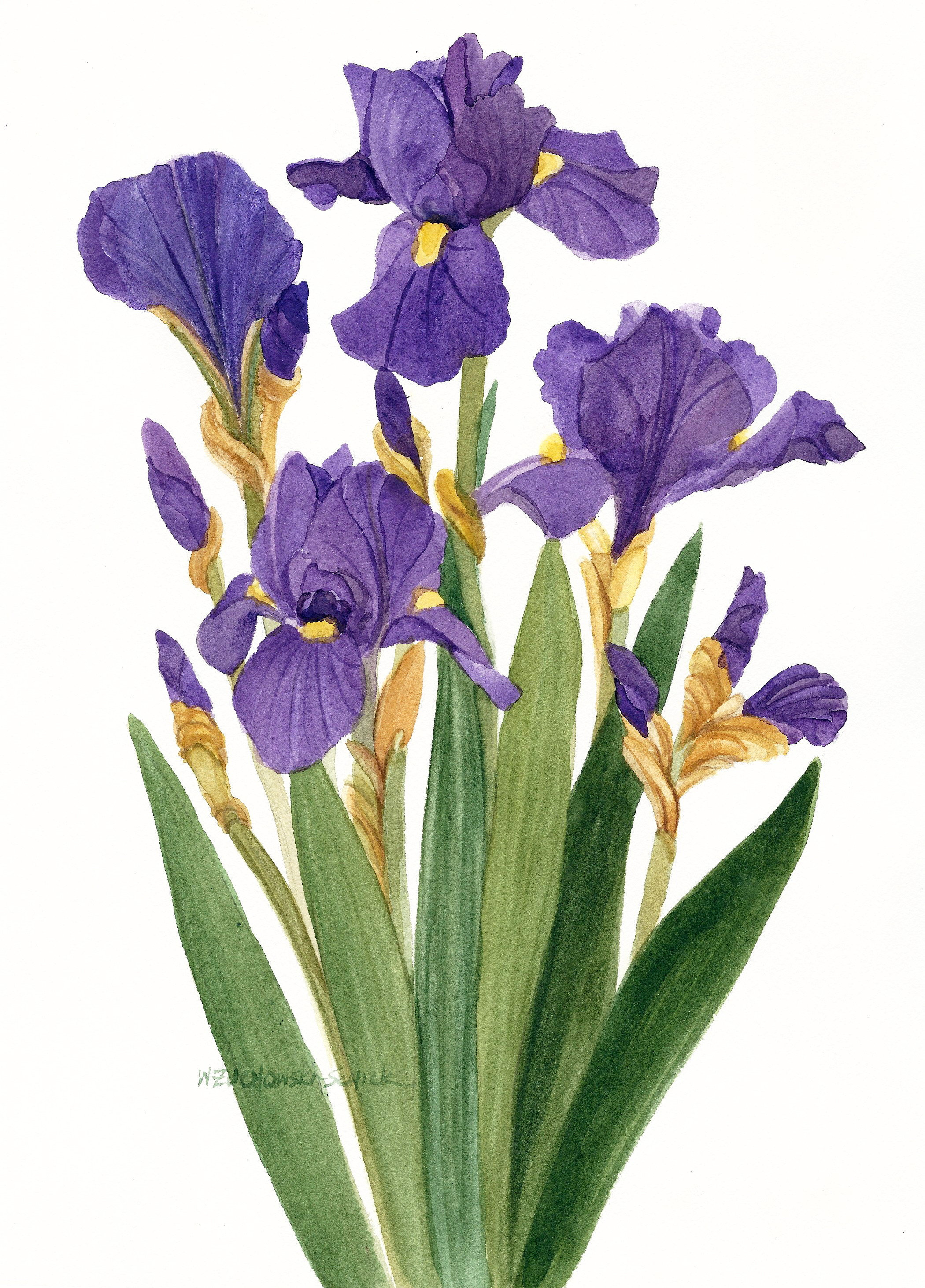 Purple Iris Watercolor Painting Reproduction by Wanda Zuchowski-schick ...