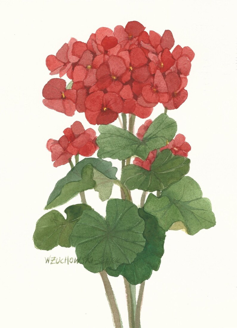 Red Geranium Original Watercolor Painting by Wanda - Etsy