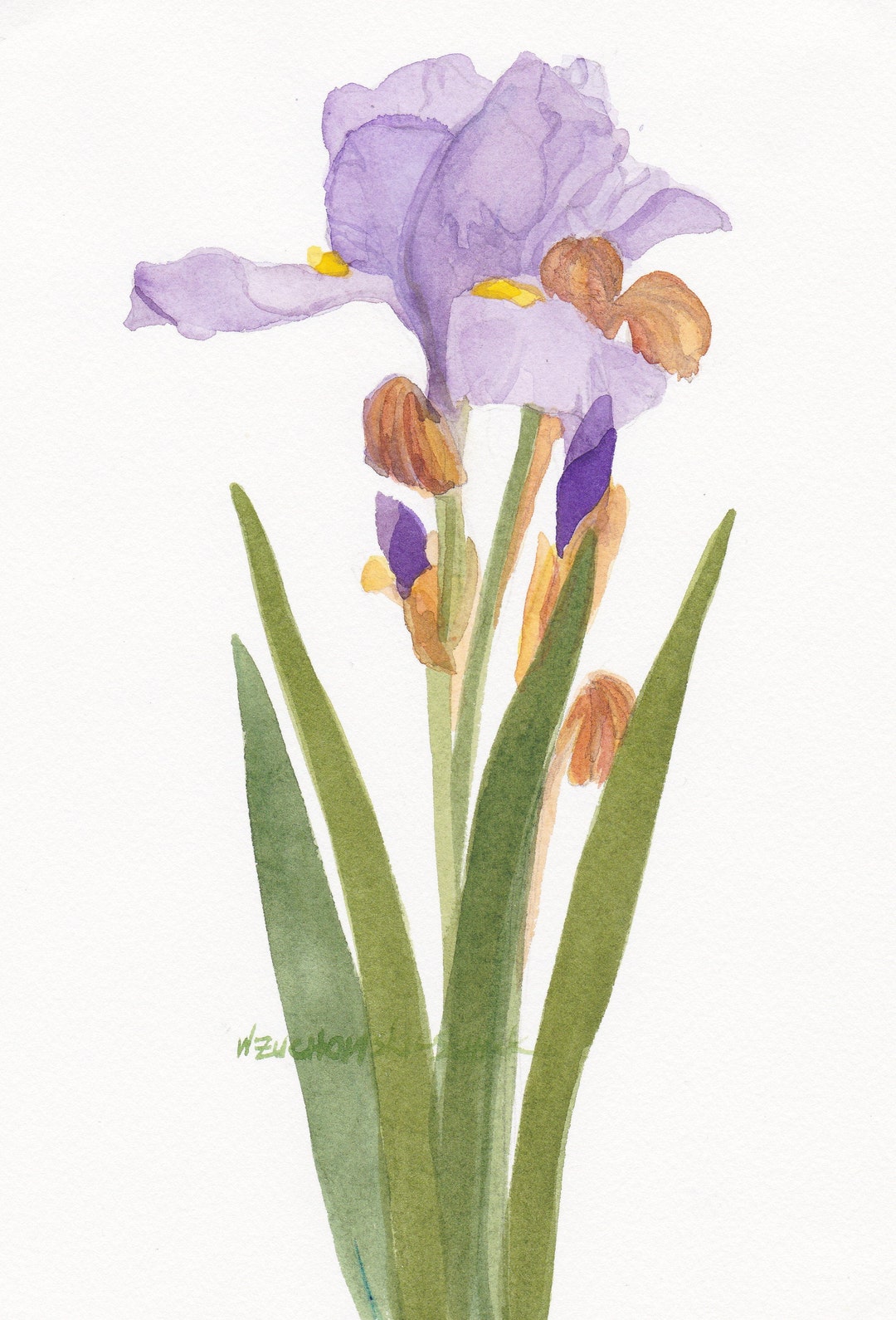 Purple Iris Original Watercolor 2 by Wanda Zuchowski-schick - Etsy