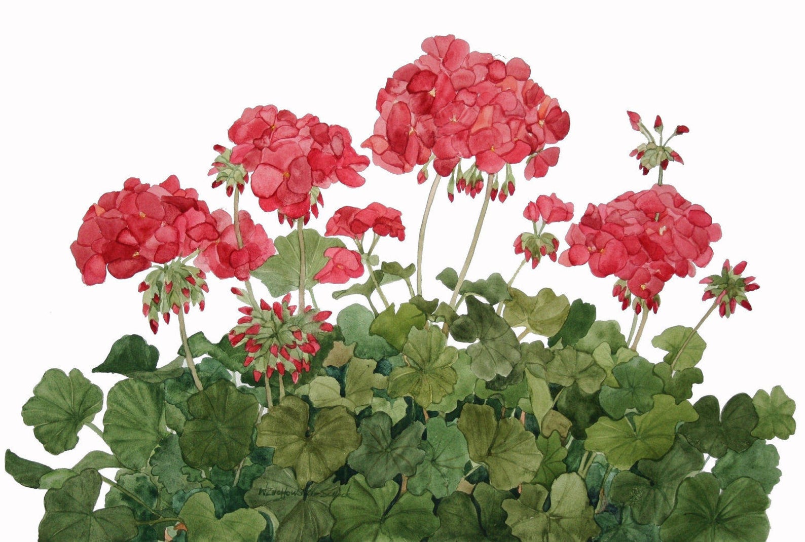 Red Geraniums Watercolor Reproduction - Etsy