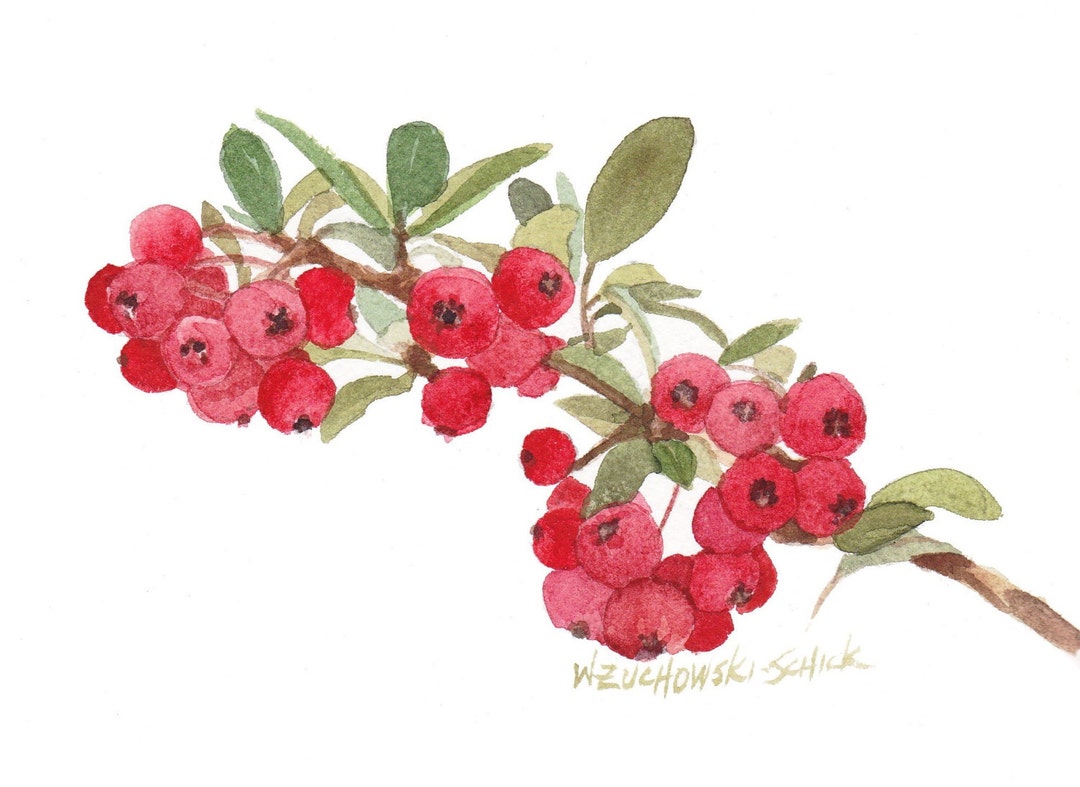 Red Berries Reproductionl Watercolor Painting by Wanda Zuchowski-schick ...