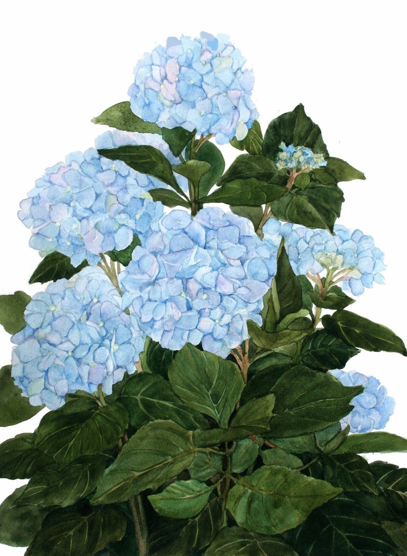 Blue Hydrangea Watercolor Garden Reproduction - Etsy