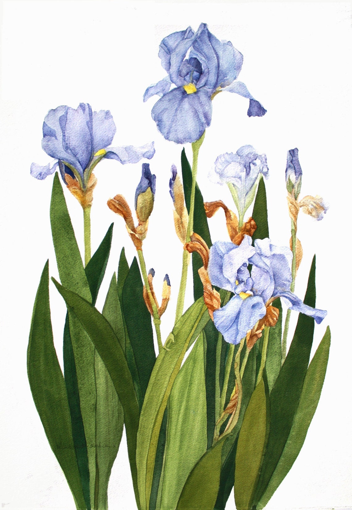 Purple Iris From My Garden Watercolor Reproduction - Etsy