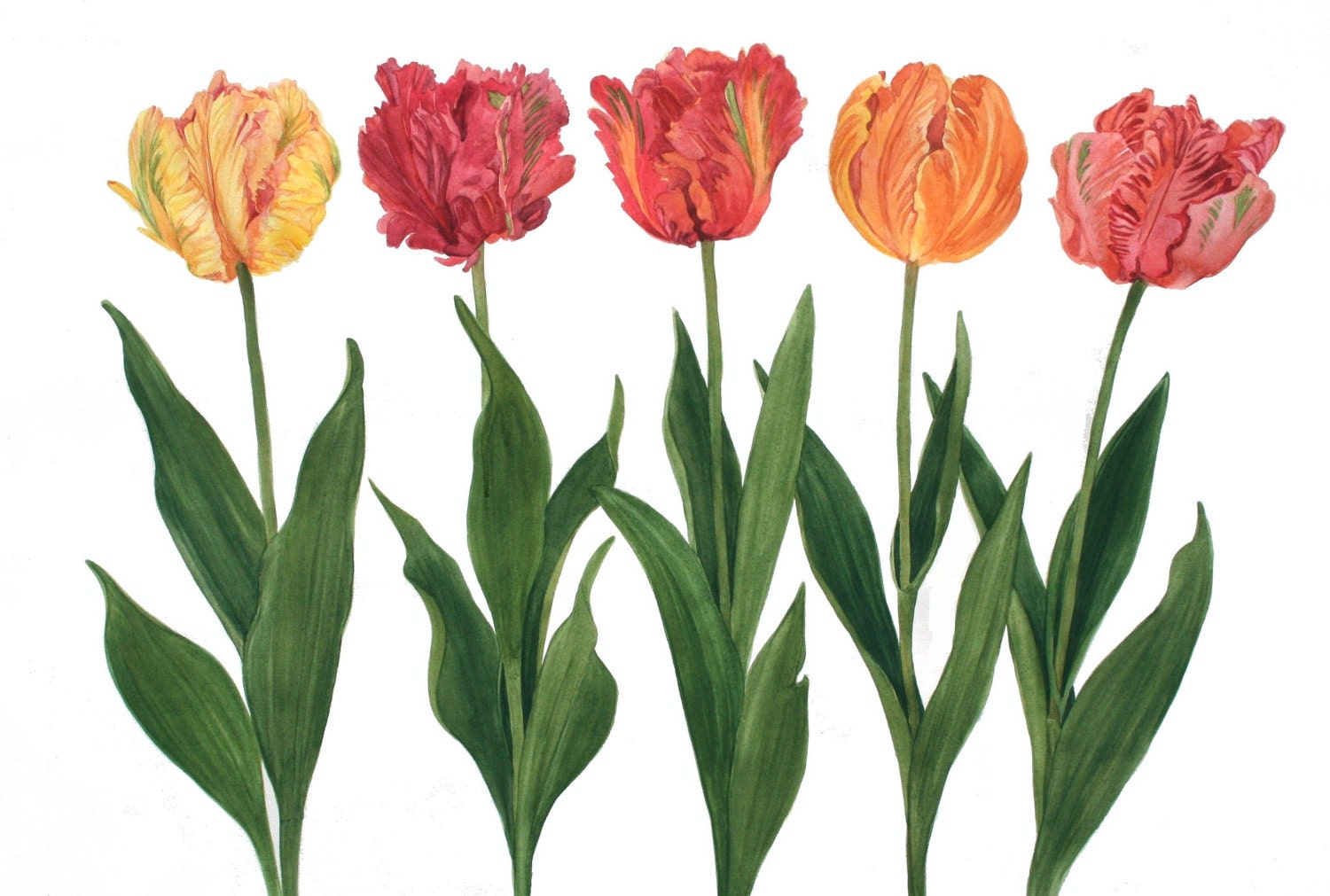 Multi Colored Parrot Tulip Watercolor Etsy