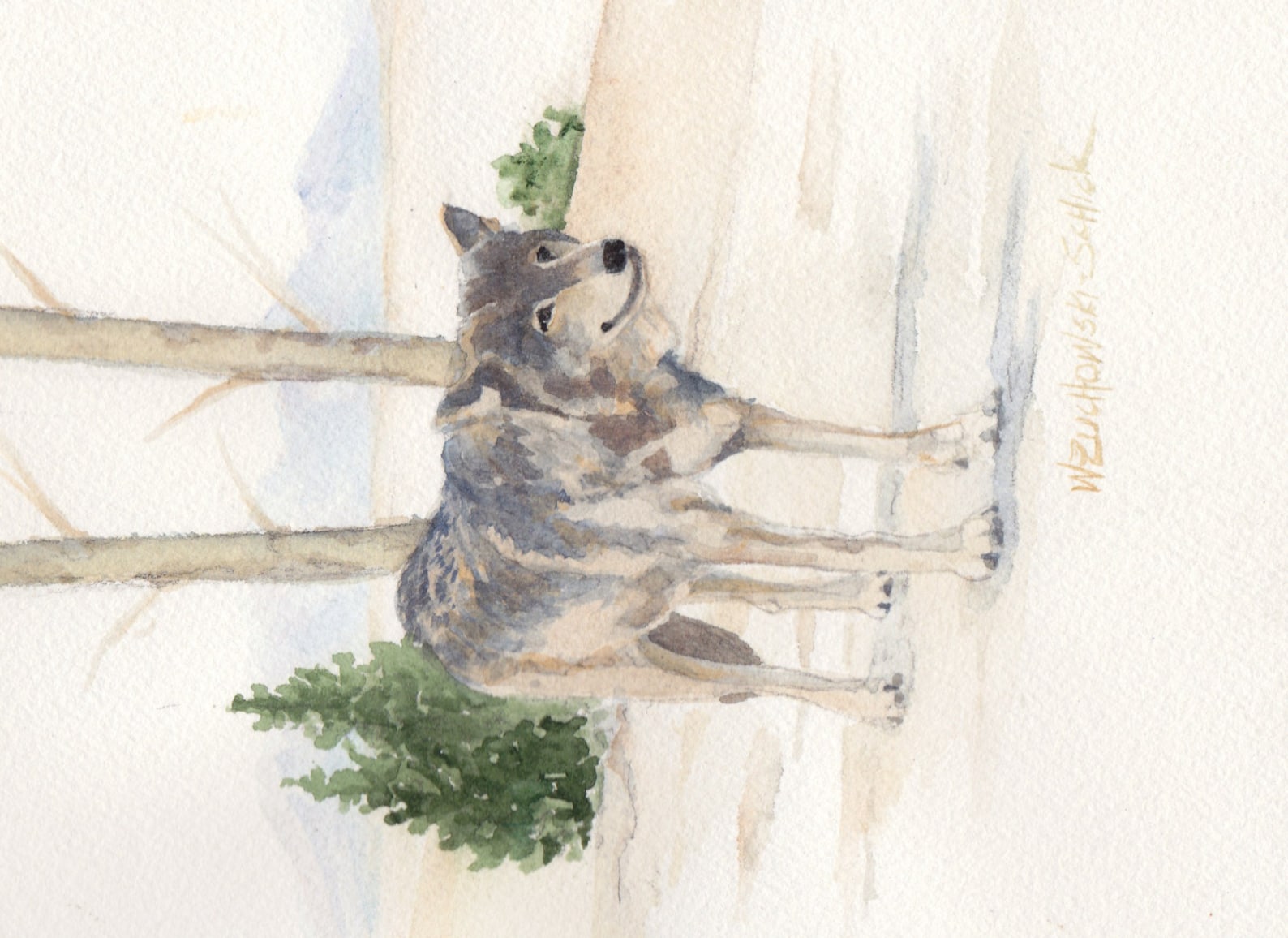 Assorted Wolf Note Cards 5 X 7 Set of Five Watercolor Painting ...