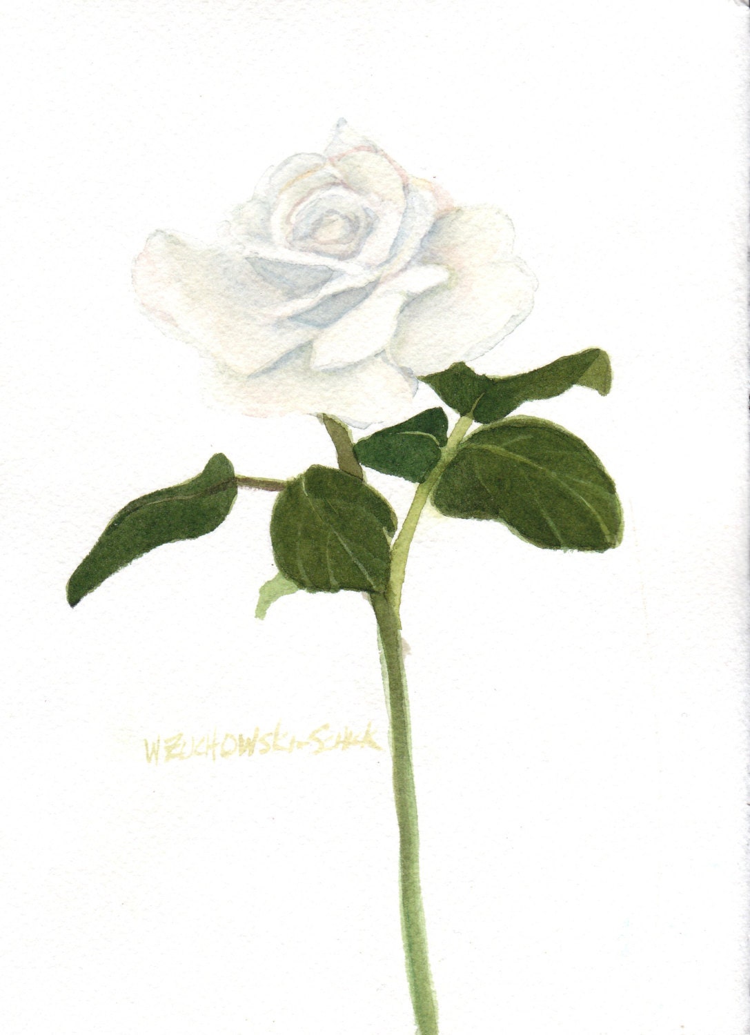 White Rose Watercolor