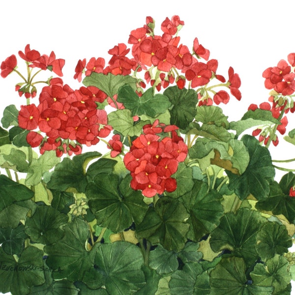 Geranium Painting - Etsy