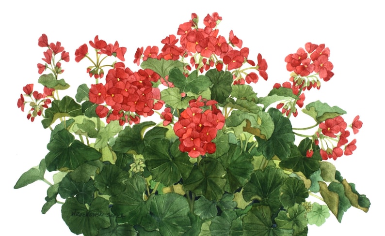 Red Geranium 2 Watercolor Painting Reproduction by Wanda's Watercolors ...
