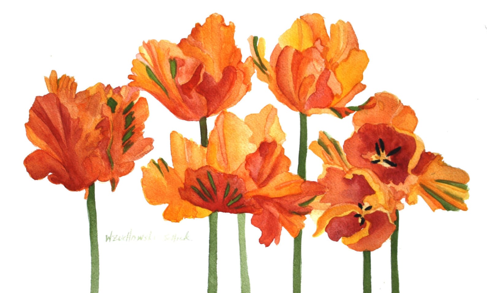 Orange Parrot Tulips Watercolor - Etsy