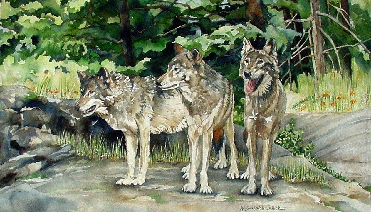 Wolf Trio on Ilse Royale National Park - Etsy