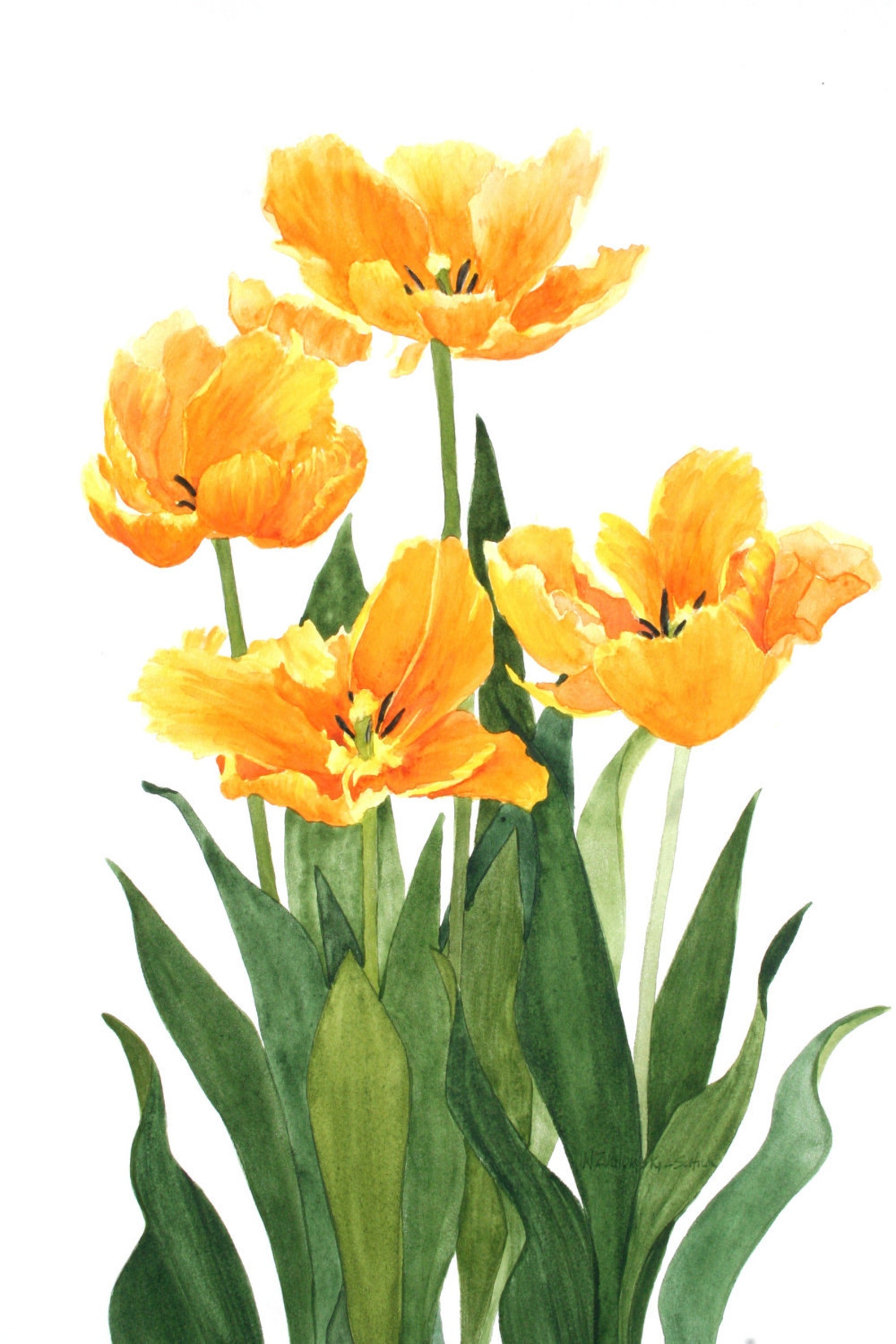 Orange Parrot Tulips Original Watercolor Reproduction - Etsy
