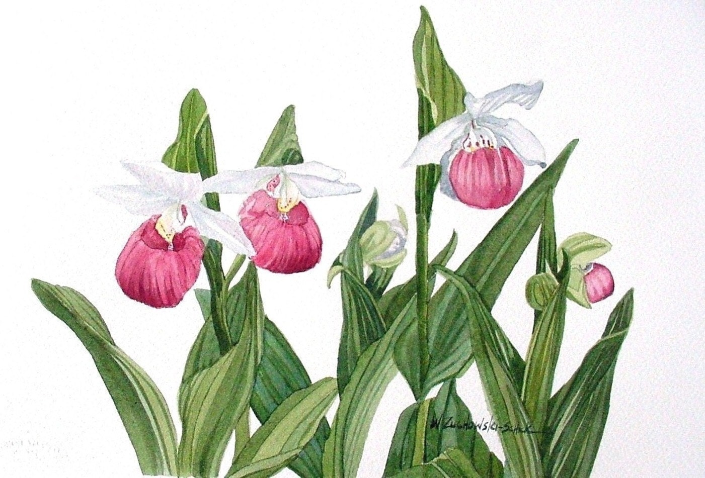 Pink Lady Slipper Watercolor Reproduction - Etsy
