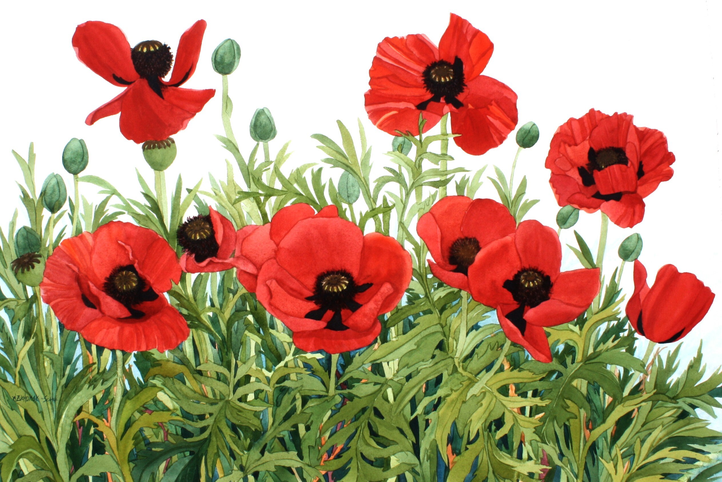 Red Poppy Blank Note Cards 5 X 7 Pack of Eight Watercolor Reproductions ...