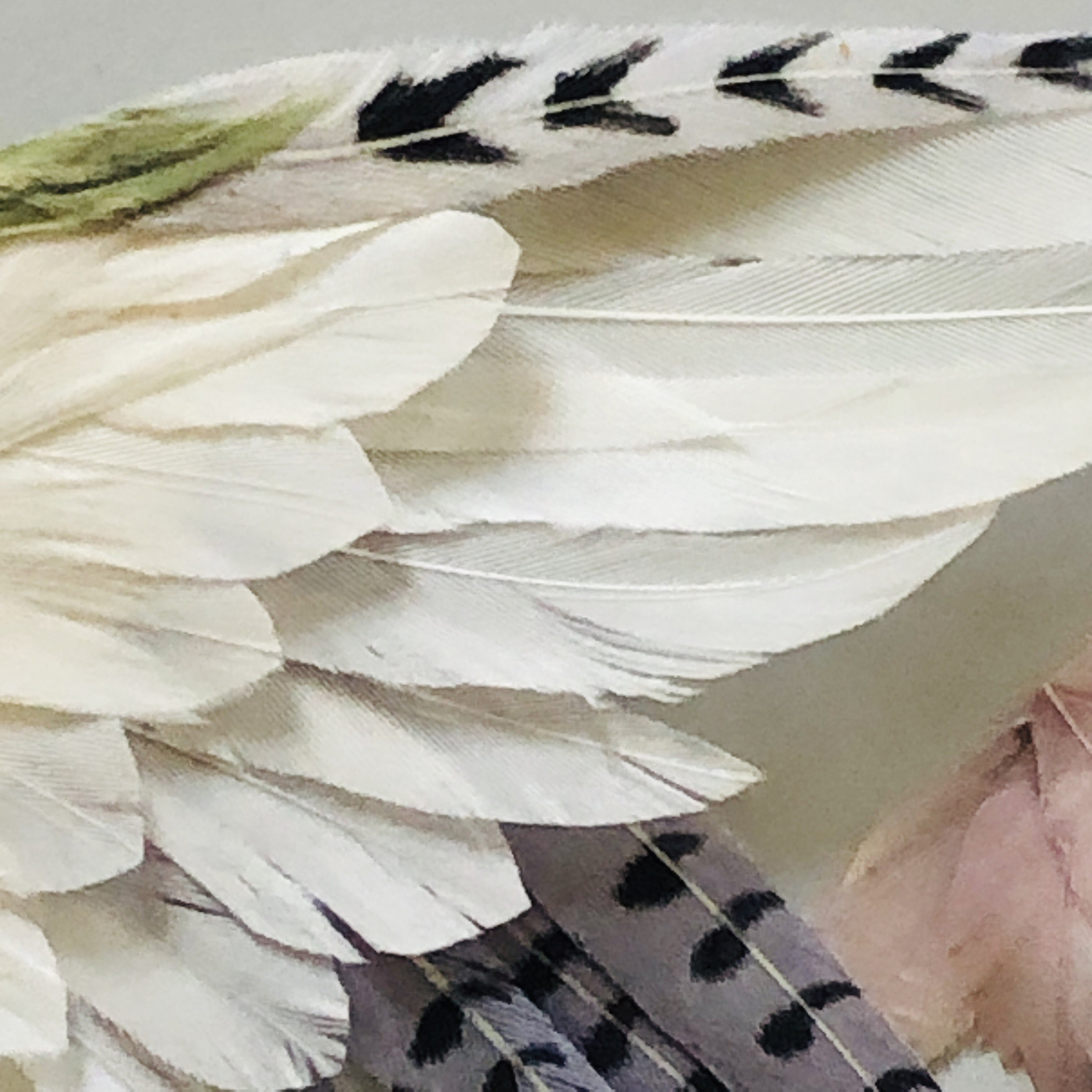 Bird Feather Art Assemblage Collage Parrot Vintage Unframed 9 X 7.75 In ...