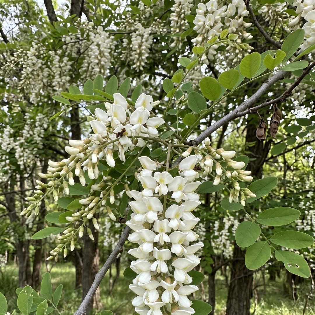 Grafted Black Locust Tree Bare Root White Fragrant Flower Sapling Honey ...
