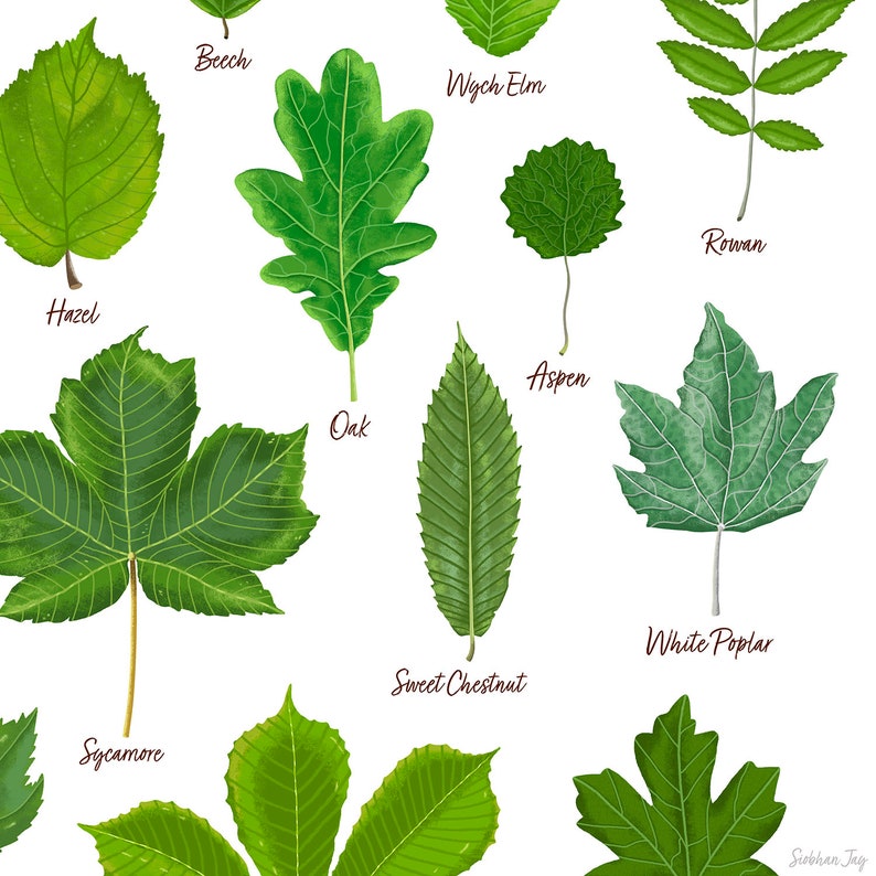 British Tree Leaves Giclee Print Leaves of Britain - Etsy