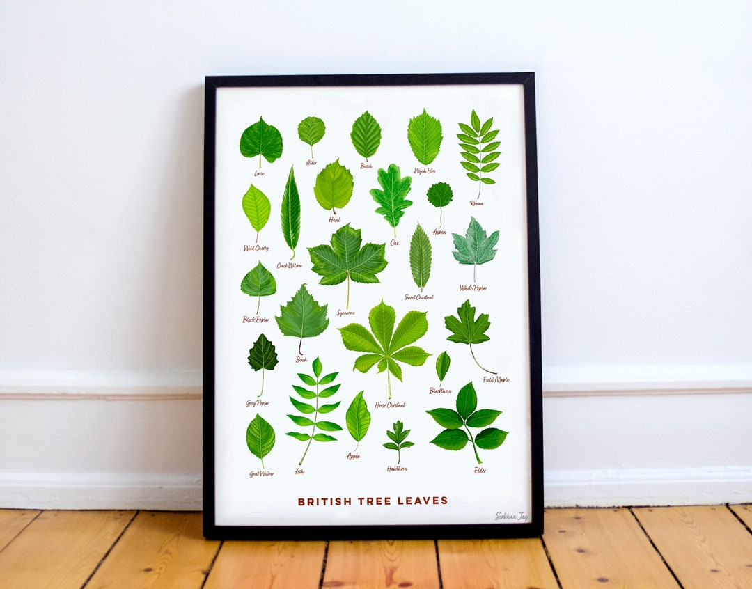British Tree Leaves - Giclee Print, Leaves of Britain, Wildlife, Tree ...
