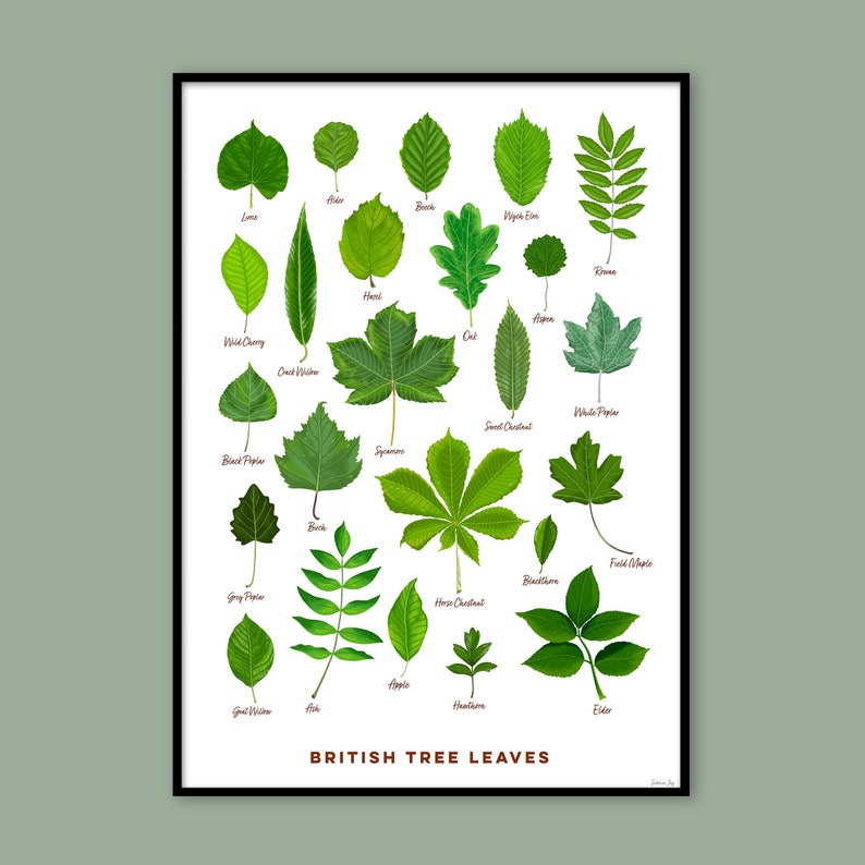 British Tree Leaves Giclee Print Leaves of Britain - Etsy