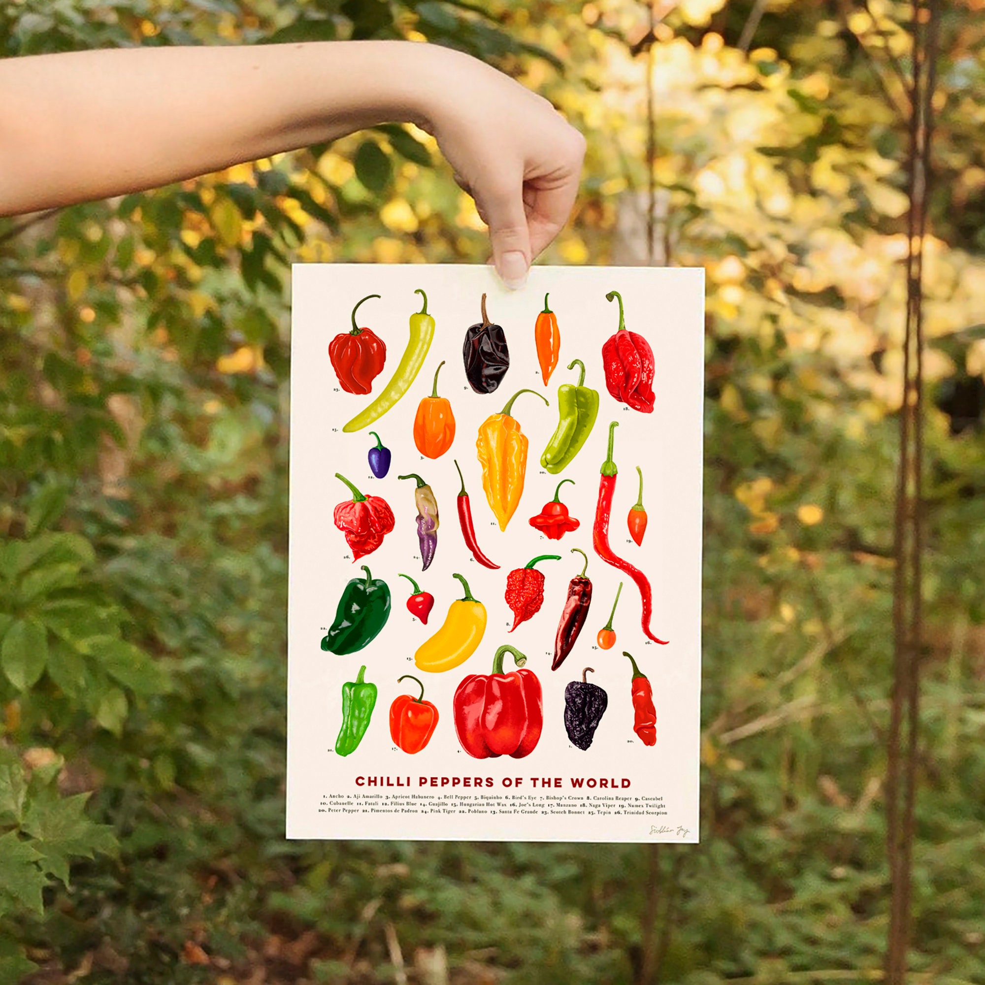 Chilli Peppers of the World - Giclee Print, Chilli Peppers Guide, Chili ...