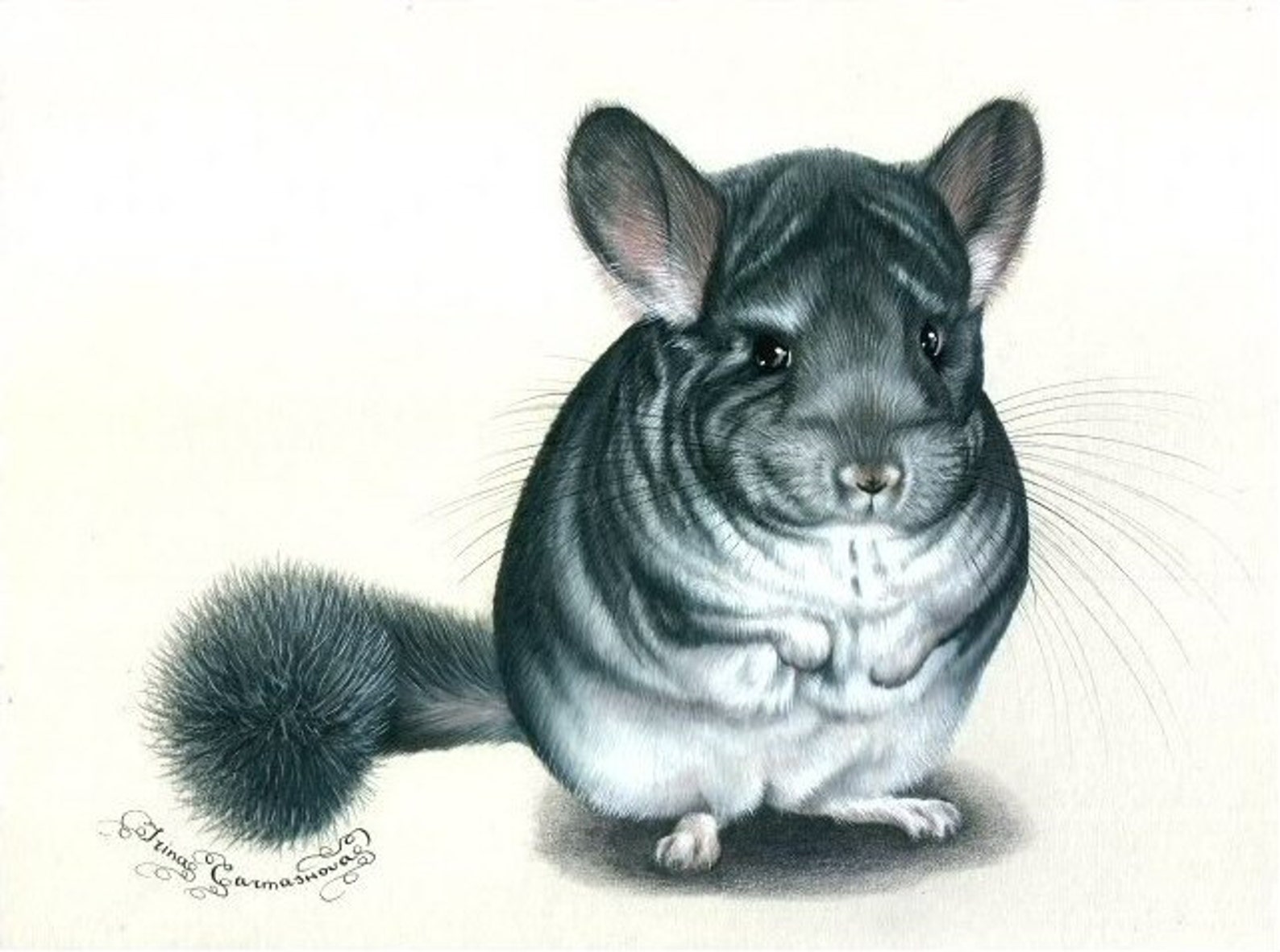 Chinchilla Print A Cool Guy by Irina Garmashova - Etsy