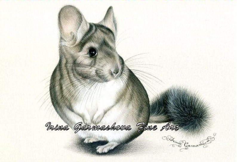 Chinchilla ACEO Print Little Cutey by Irina Garmashova - Etsy