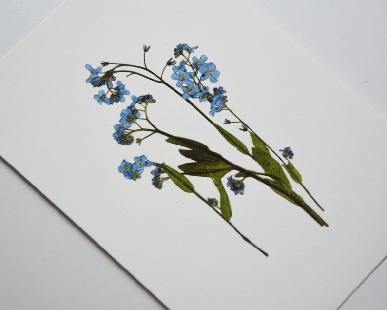 Botanical Set of 15 Herbarium Prints Wall Art Set Dried - Etsy