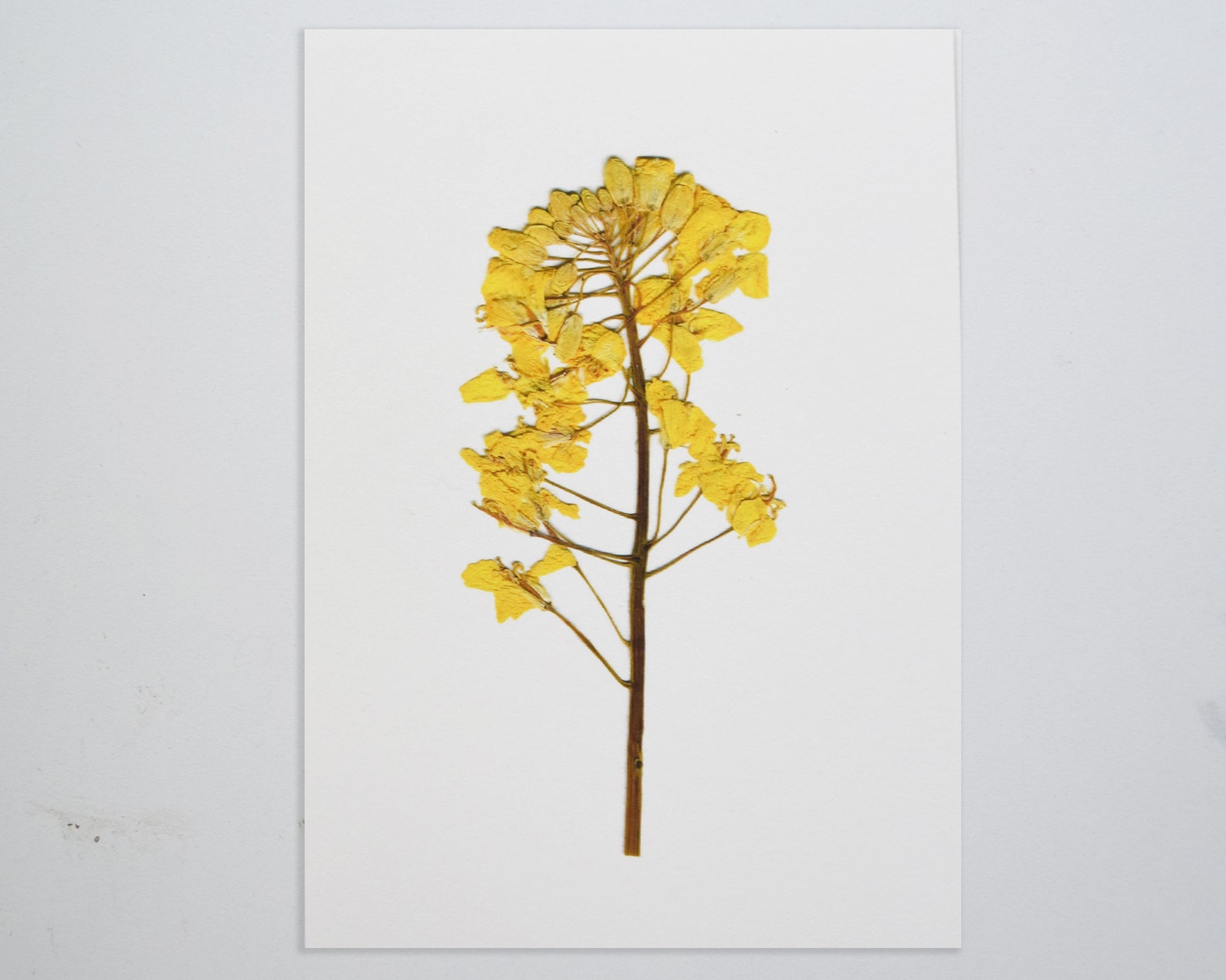 Botanical Set of 15 Herbarium Prints Wall Art Set Dried - Etsy