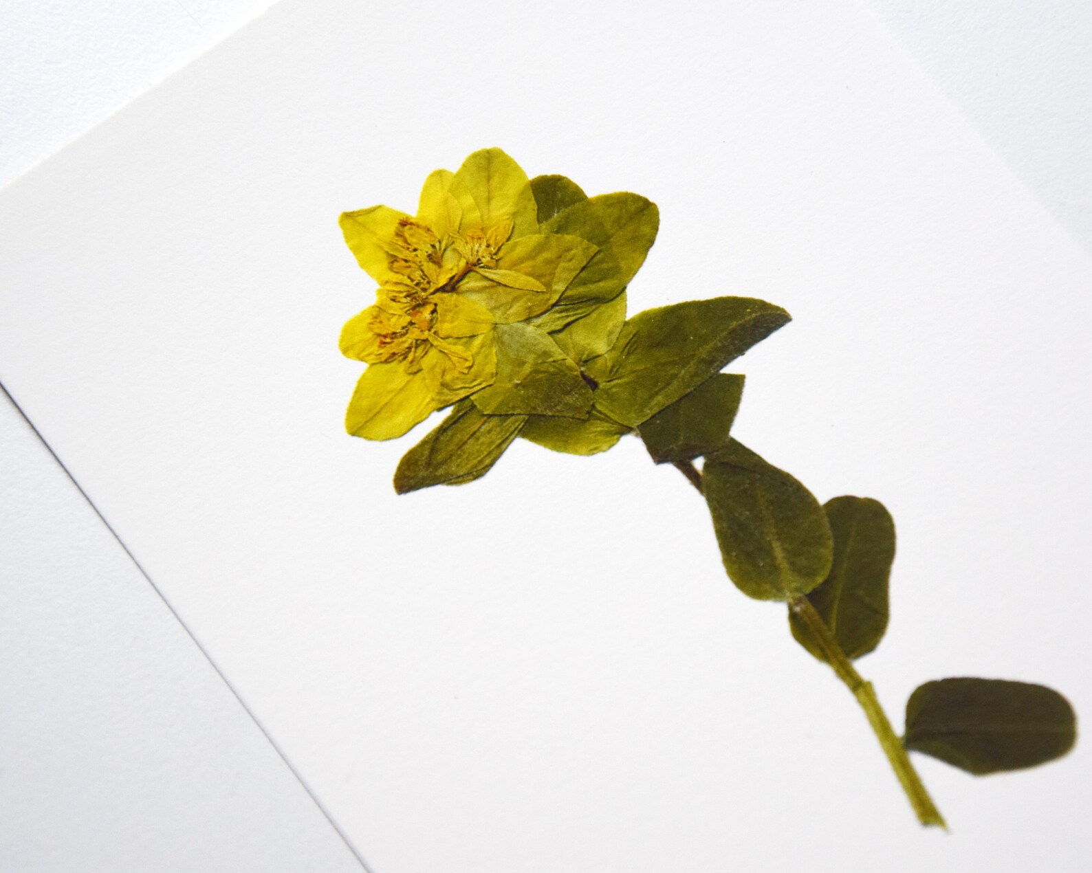 Botanical Set of 15 Herbarium Prints Wall Art Set Dried - Etsy