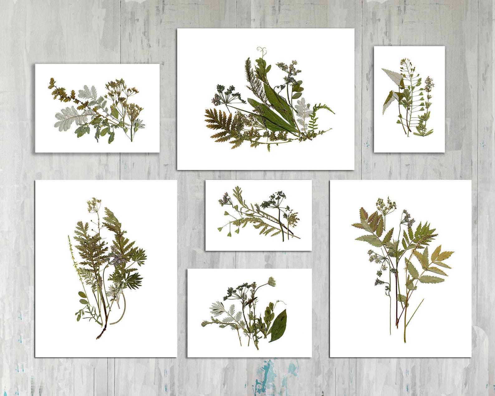 Botanical Print Set of 7 Plant Art Set of 7 Botanical Prints Dried ...