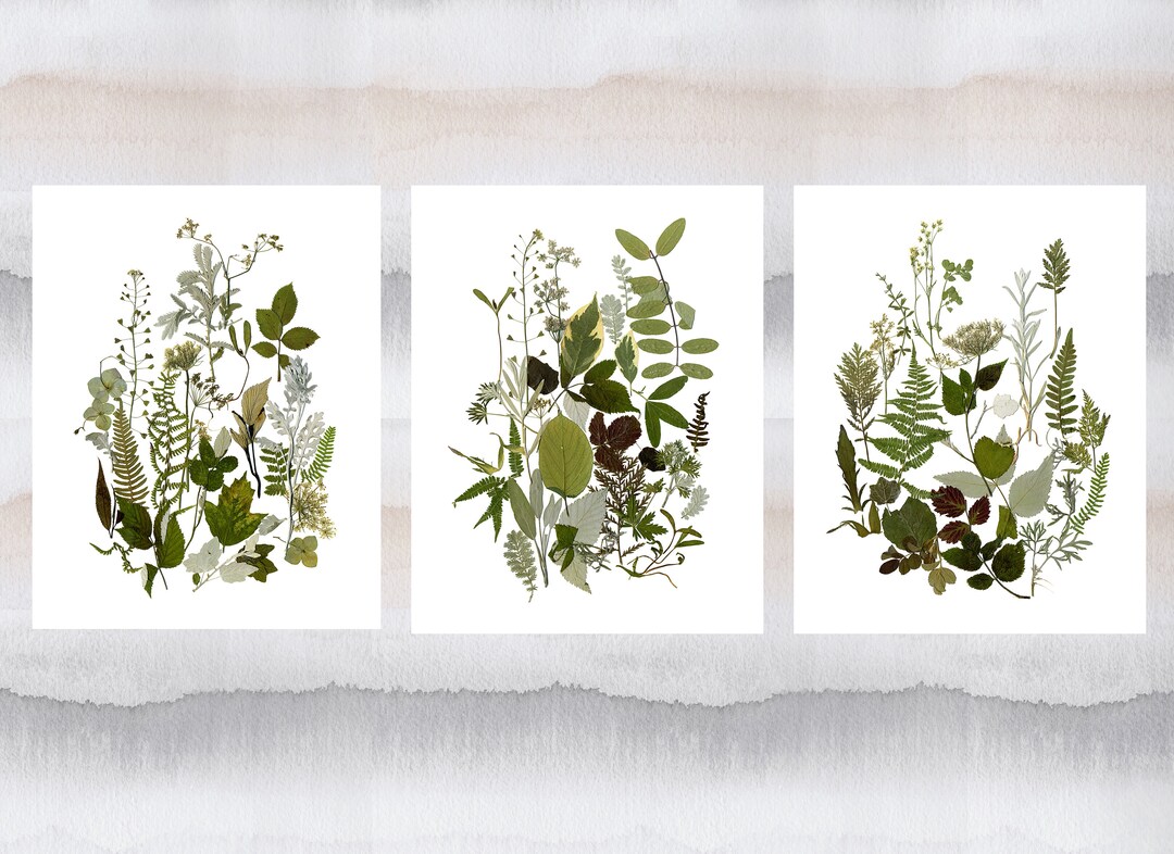 Art Set of 3 Prints Set of 3 Herbarium Prints Botanical Prints Pressed ...
