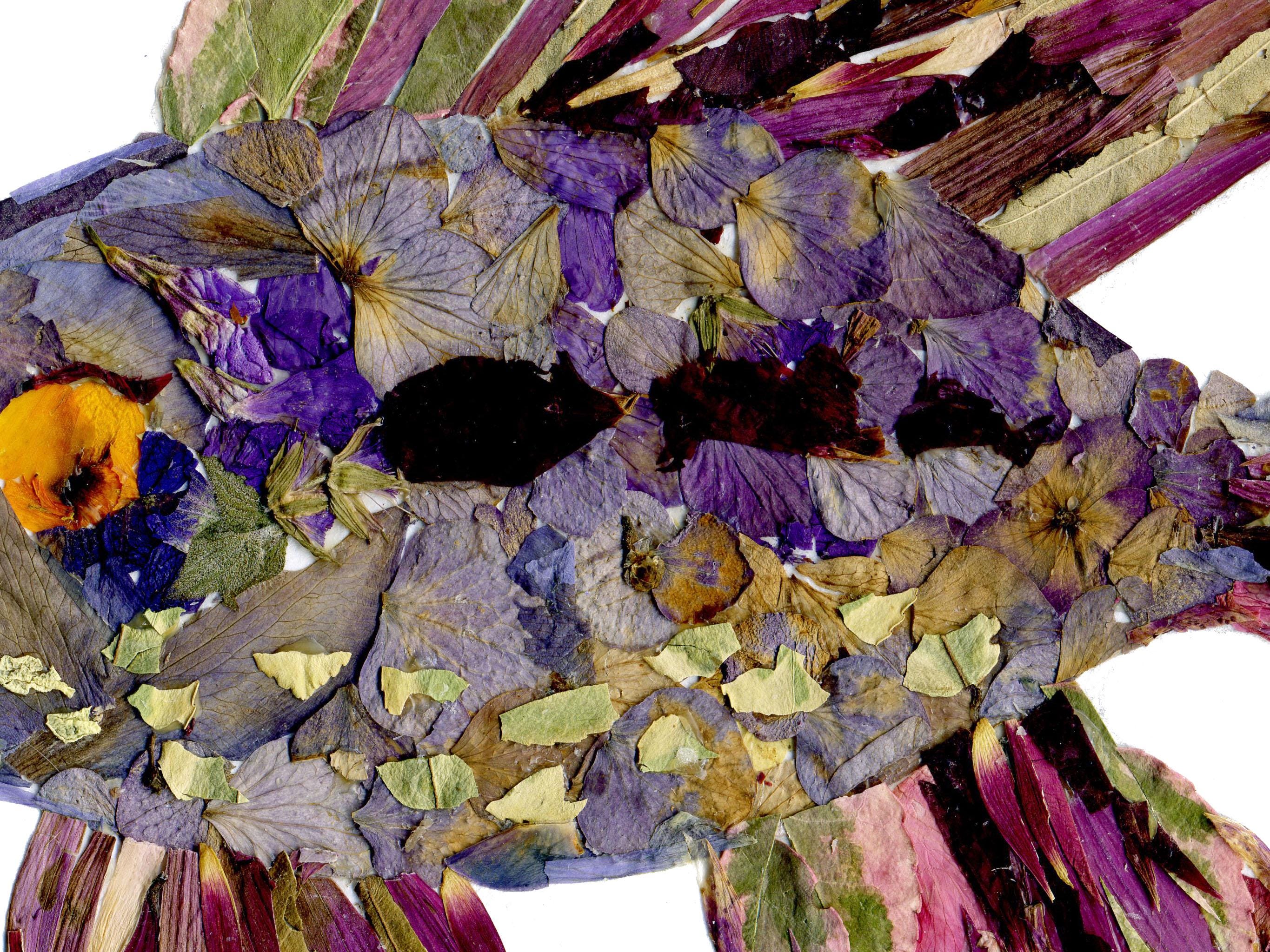 Pressed Flower Fish Art Print: Botanical Collage, Ocean Decor - Etsy