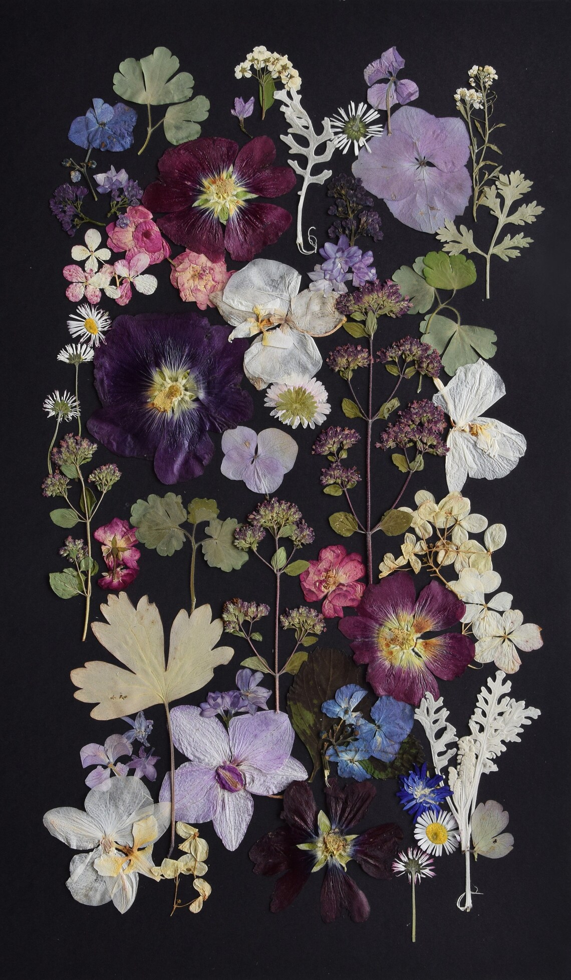 ORIGINAL Herbarium Set Pressed Botanical Art Wall Art Floral - Etsy