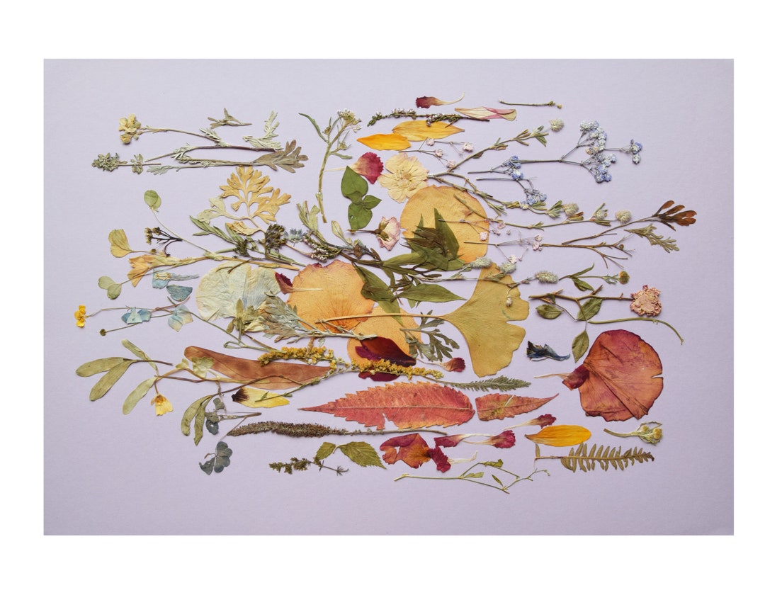 Botanical Pressed Flower Art, Dry Flower Art, Pressed Flowers on Violet ...
