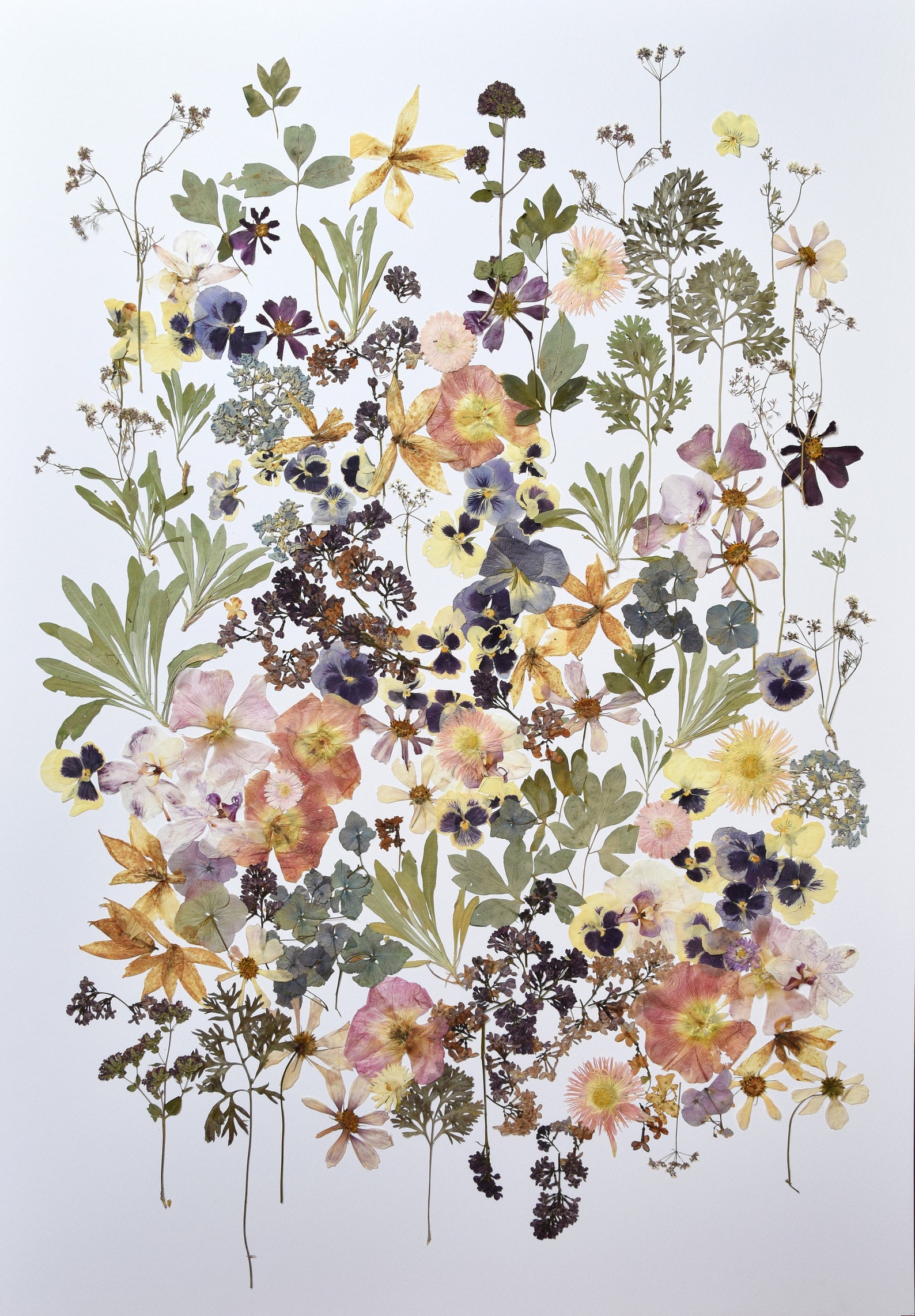 Large Pressed Flower Art: Original Botanical Collage (27.6x39.4 Inches ...