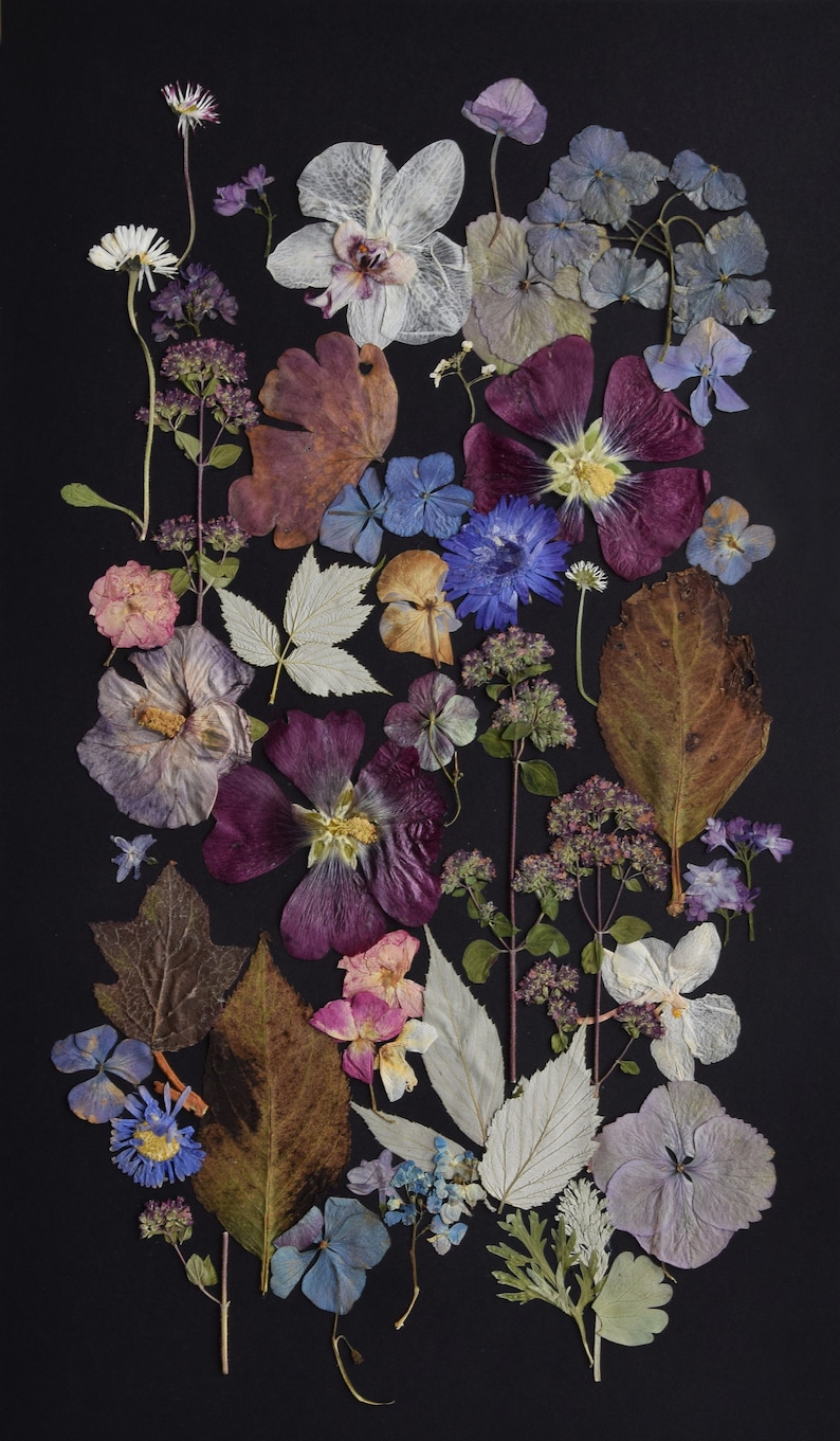 ORIGINAL Herbarium Set Pressed Botanical Art Wall Art Floral - Etsy