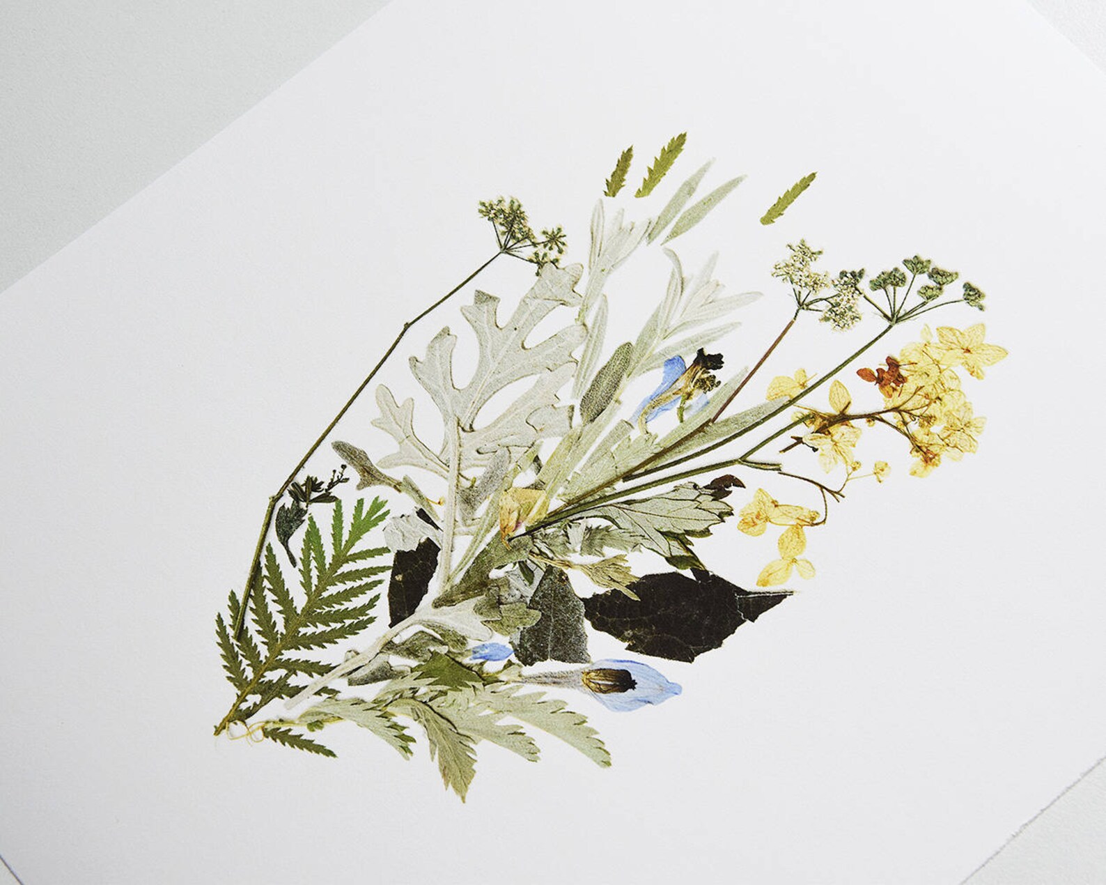 Botanical Print Plant Art Pressed Leaves Art Botanical Illustration ...