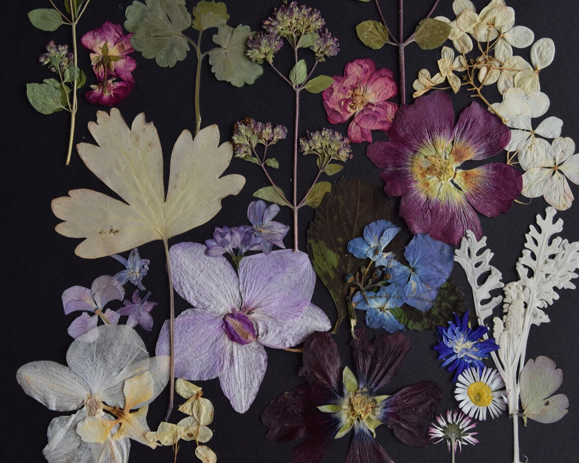 ORIGINAL Herbarium Set Pressed Botanical Art Wall Art Floral - Etsy